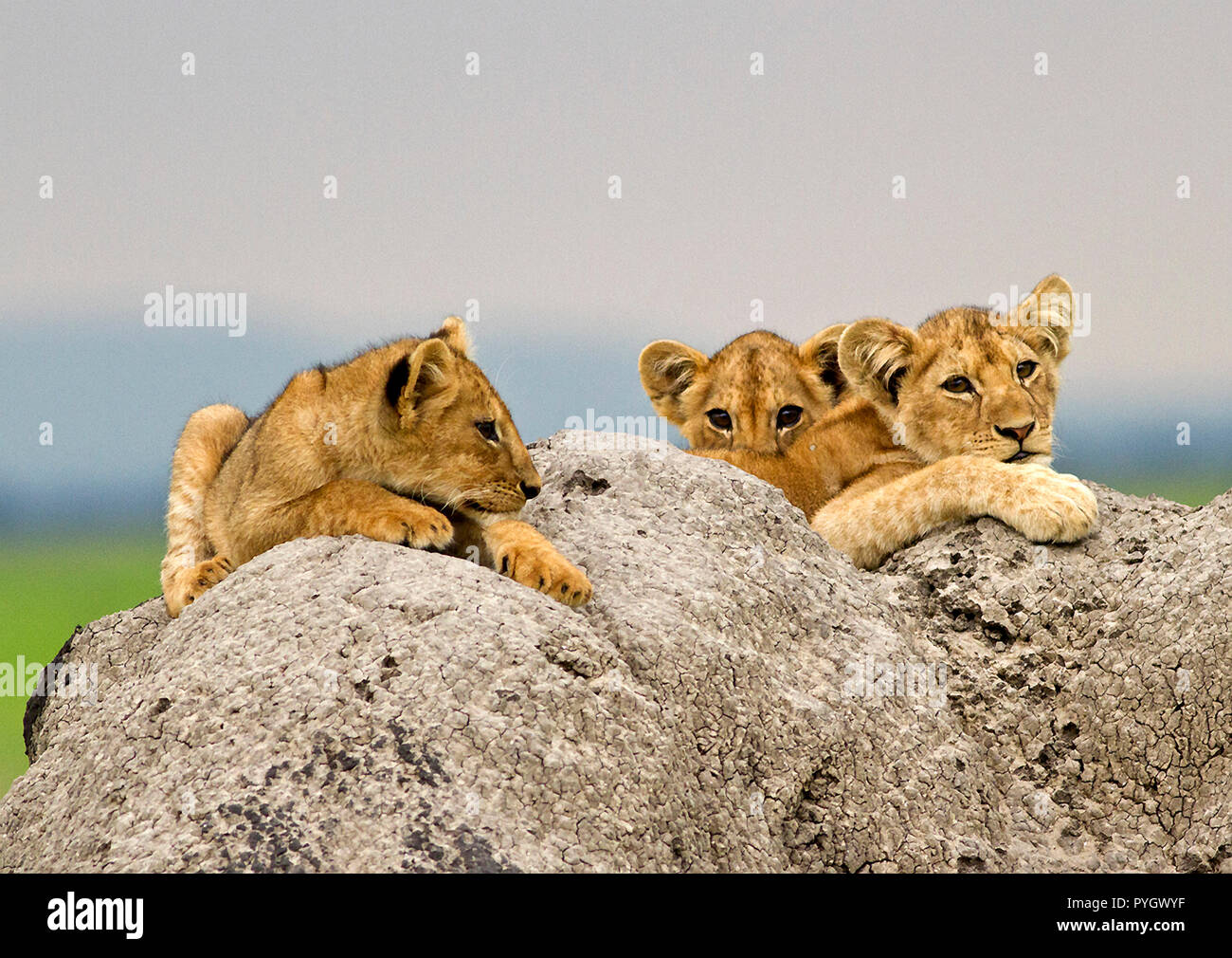 The cubs of one of the Katuma pride females watch for their mothers ...