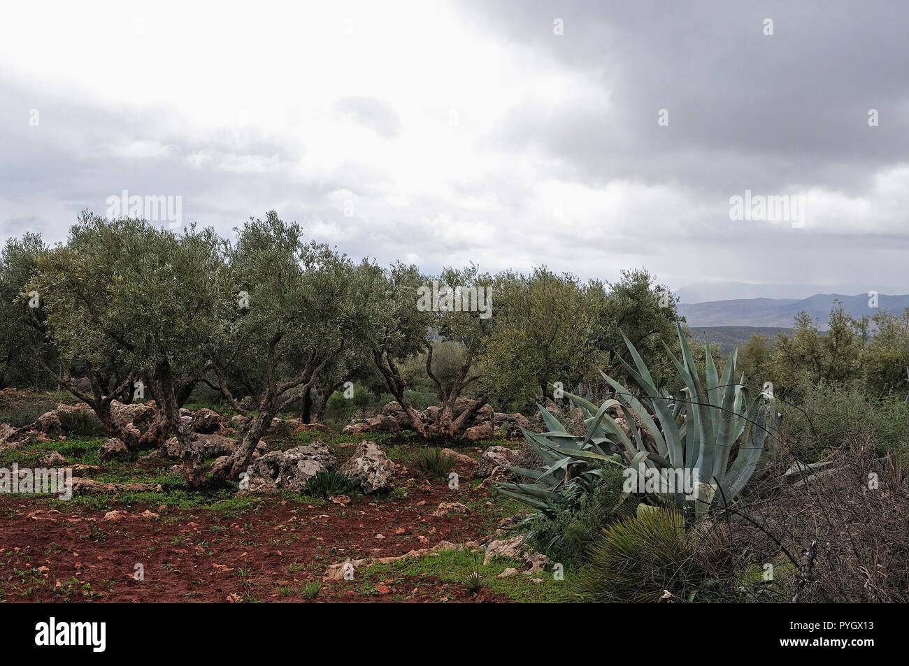 olive trees and agave plant on rocky soil in northern foothills of ...