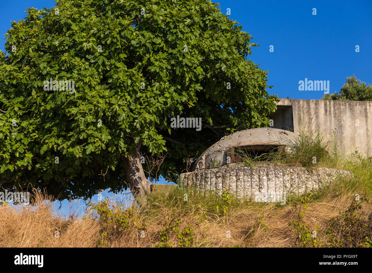 Old military bunker in Zvernec village. The bunker under the tree ...