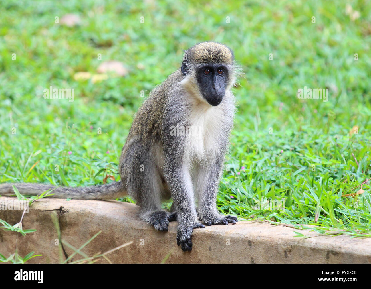 Green vervet monkey (Chlorocebus pygerythrus) in Gambia Stock Photo - Alamy