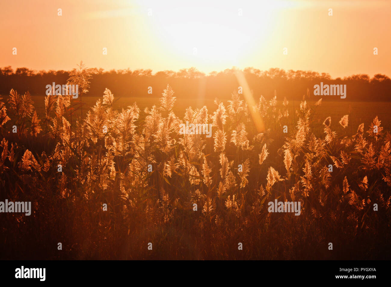 Beautiful golden sunset on the background of high grass Stock Photo - Alamy