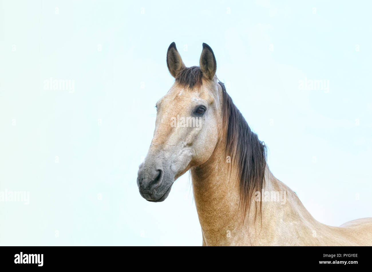 Equus ferus caballus. Horse, with hair of cream color, is looking at ...