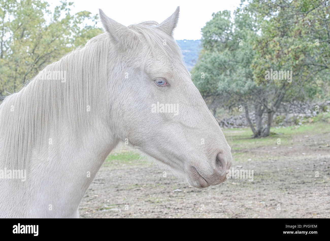 Equus ferus caballus. Lateral view of white horse (albino) with ...