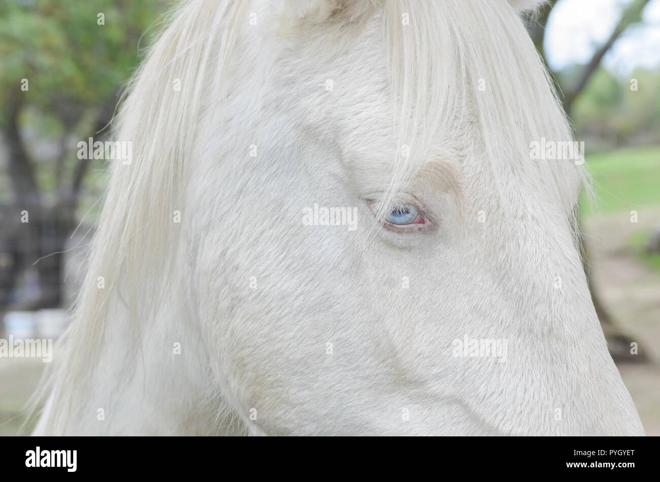 Equus ferus caballus. Detail of white horse (albino) with beautiful ...