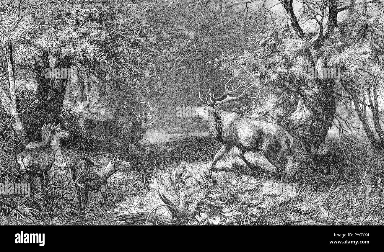 Two stags fighting, wildlife scene, vintage engraving Stock Photo - Alamy