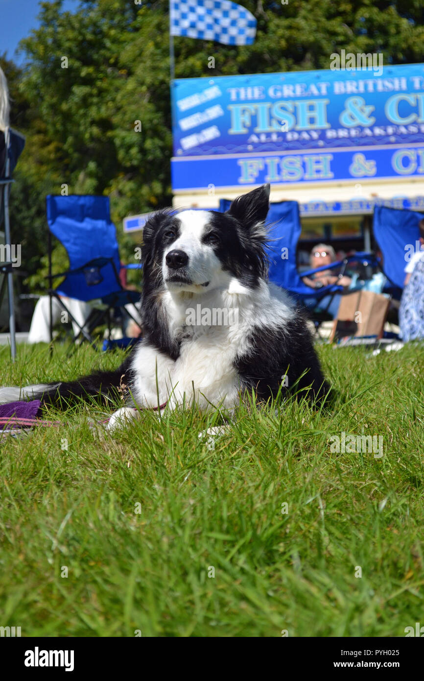 Balloon dog blue hi-res stock photography and images - Alamy