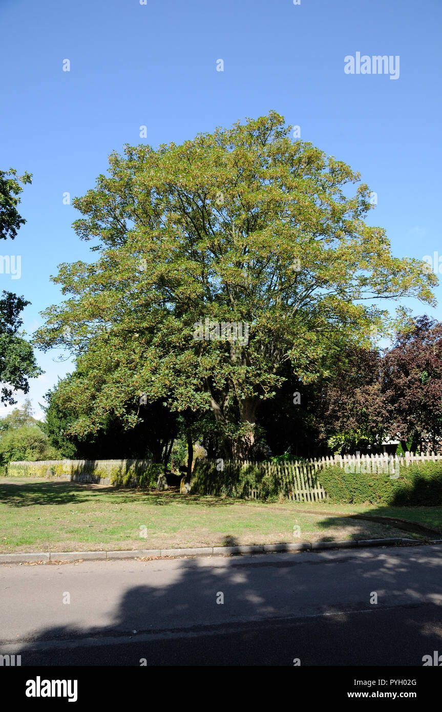 Great Wymondley Hertfordshire High Resolution Stock Photography and ...