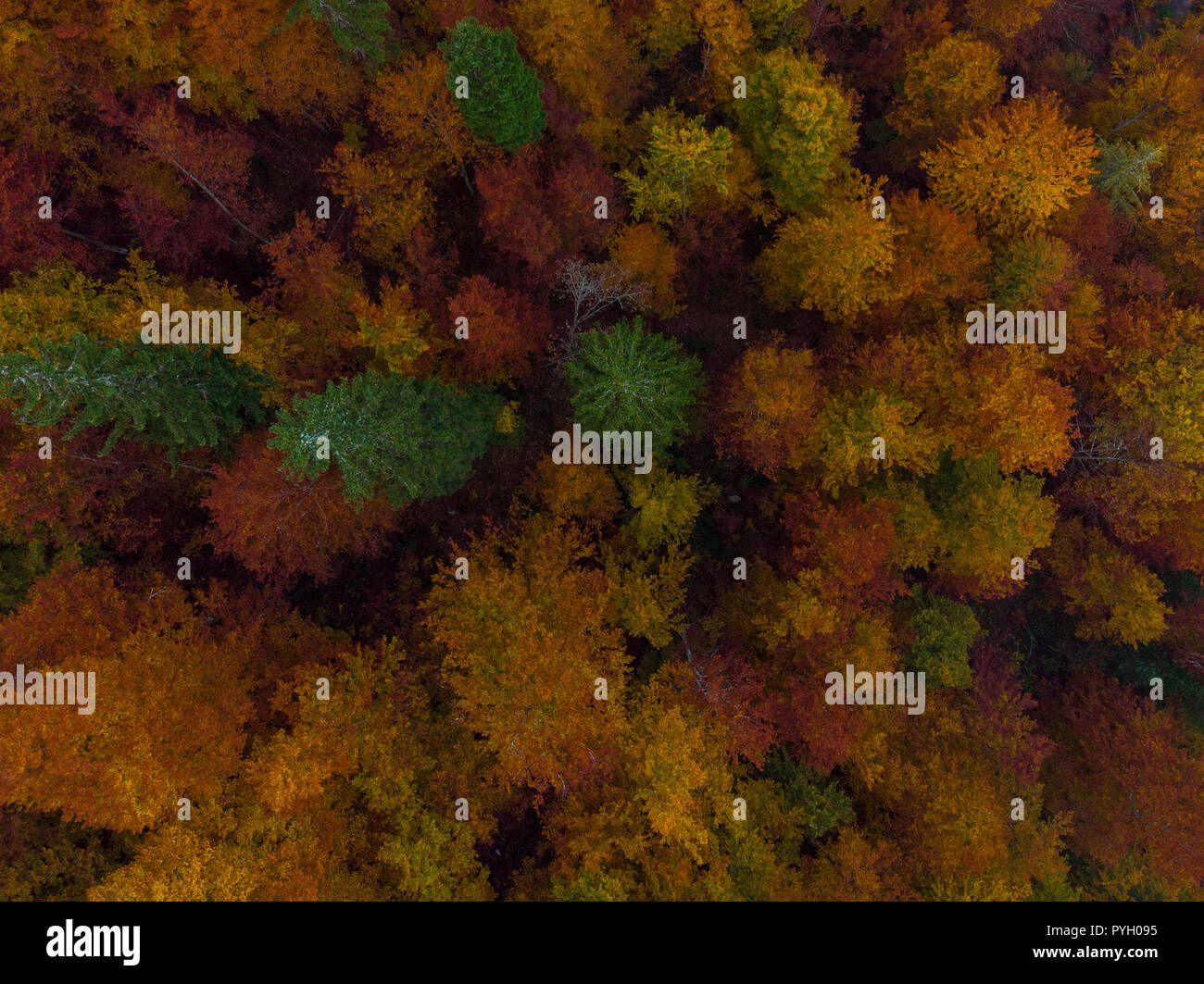 Top down aerial view over colorful forest Stock Photo - Alamy