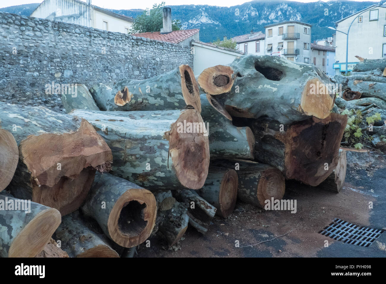Dying of trees hi-res stock photography and images - Alamy