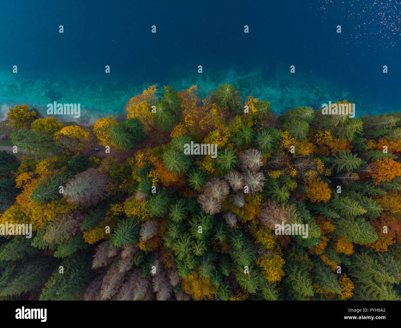 Colorful forest by lake side, aerial from above Stock Photo - Alamy