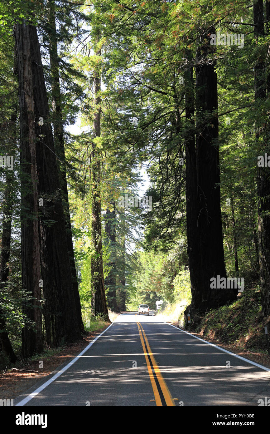 Road through the Redwood Trees, California Stock Photo - Alamy
