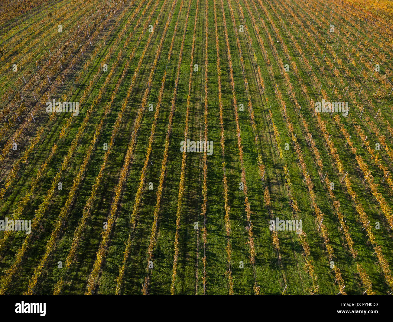 Aerial top view of vineyards landscape from above Stock Photo - Alamy