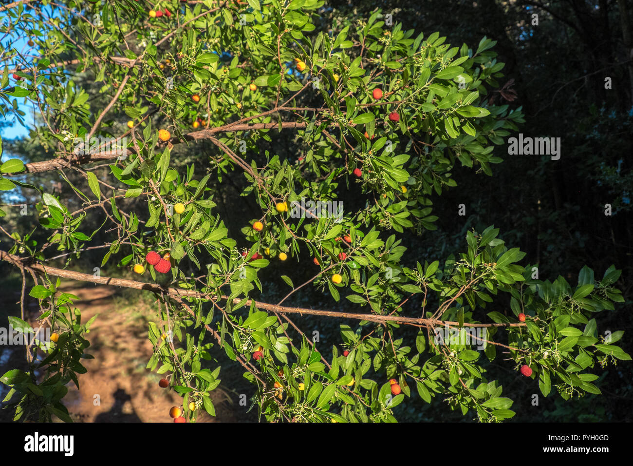 Arbus unedo hi-res stock photography and images - Alamy