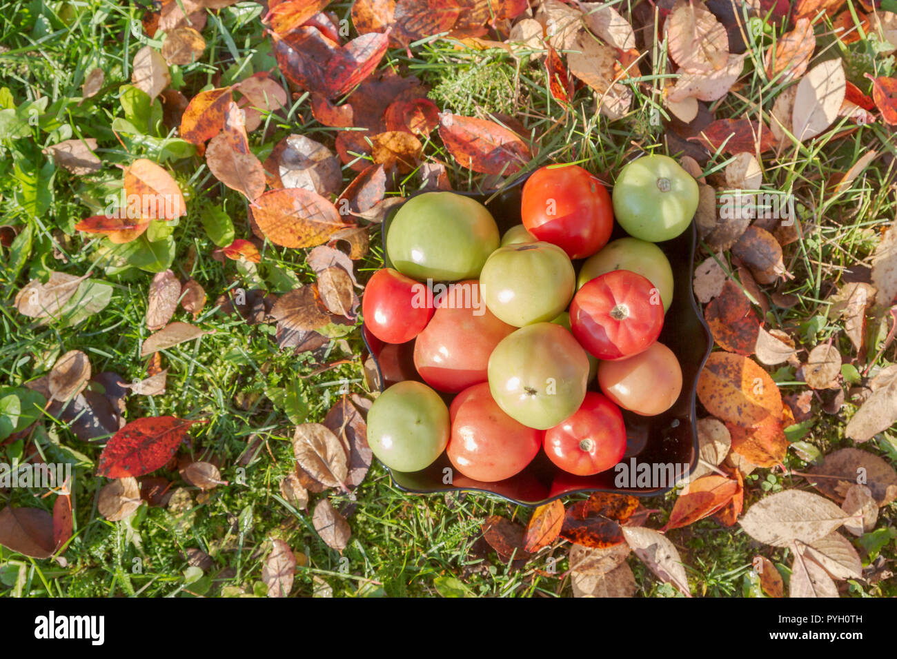 Colored tomato in a black plate on the autumn grass with leaves Stock ...