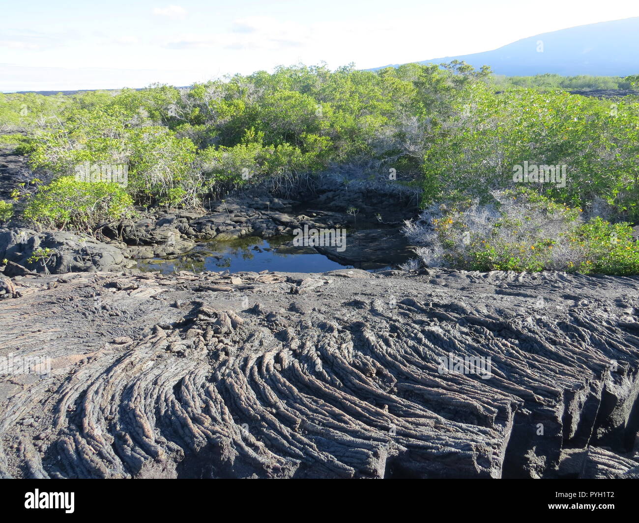 Dried lava formation/habitat in the Galapagos Islands Stock Photo - Alamy