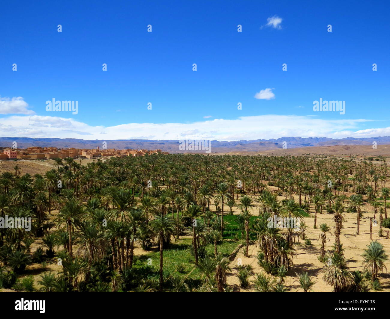 Palm tree forest near remote village in Morocco Stock Photo - Alamy