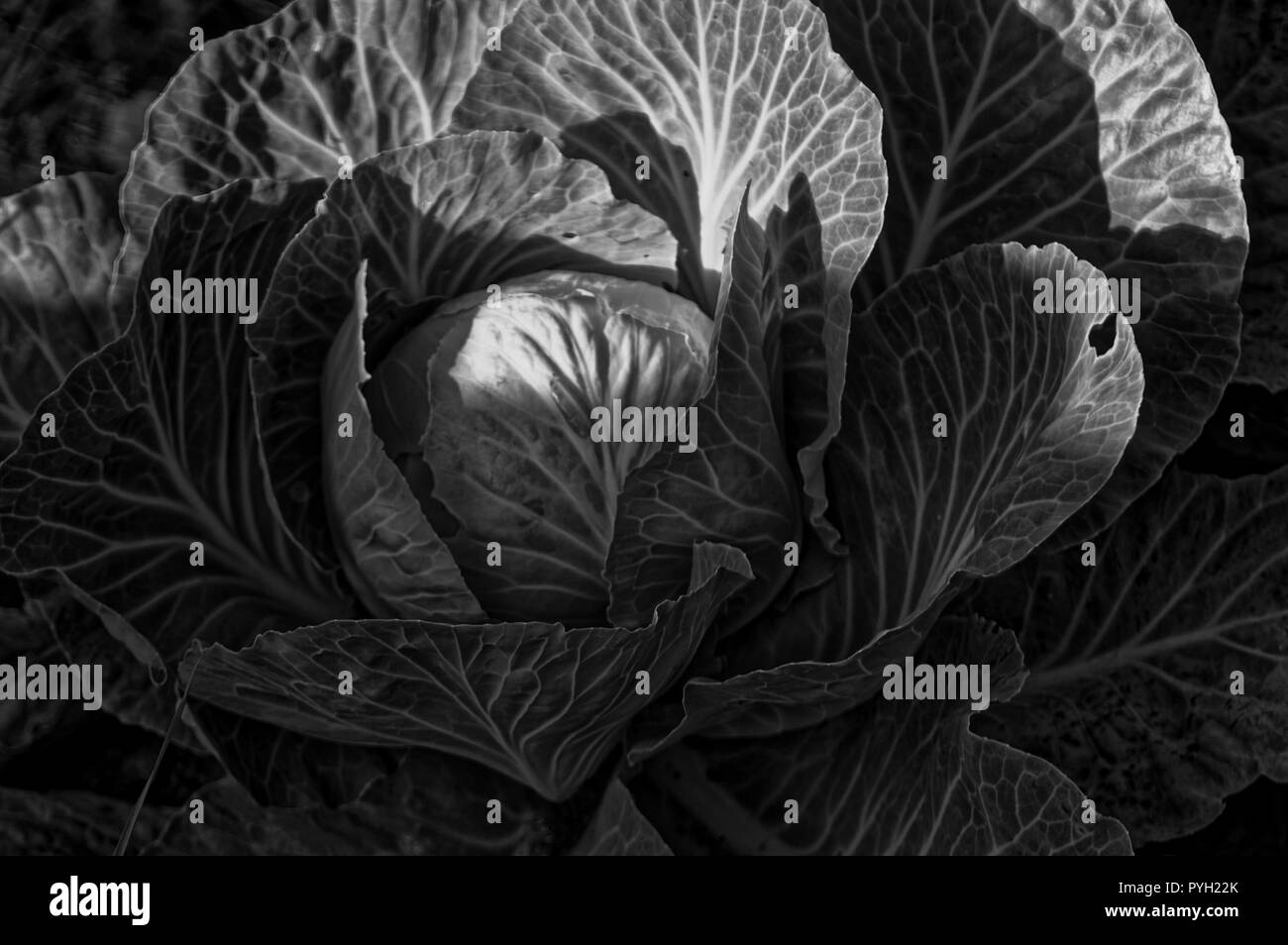 Cabbage images Black and White Stock Photos & Images - Alamy
