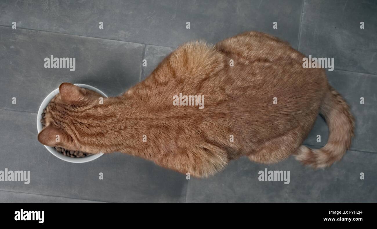 Red cat eating bowl hi-res stock photography and images - Alamy