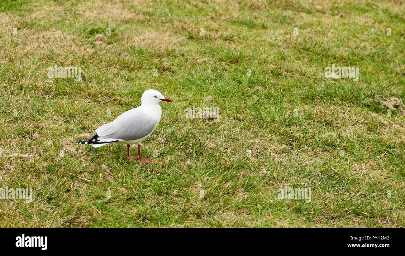 Red billed gull tarapunga hi-res stock photography and images - Alamy
