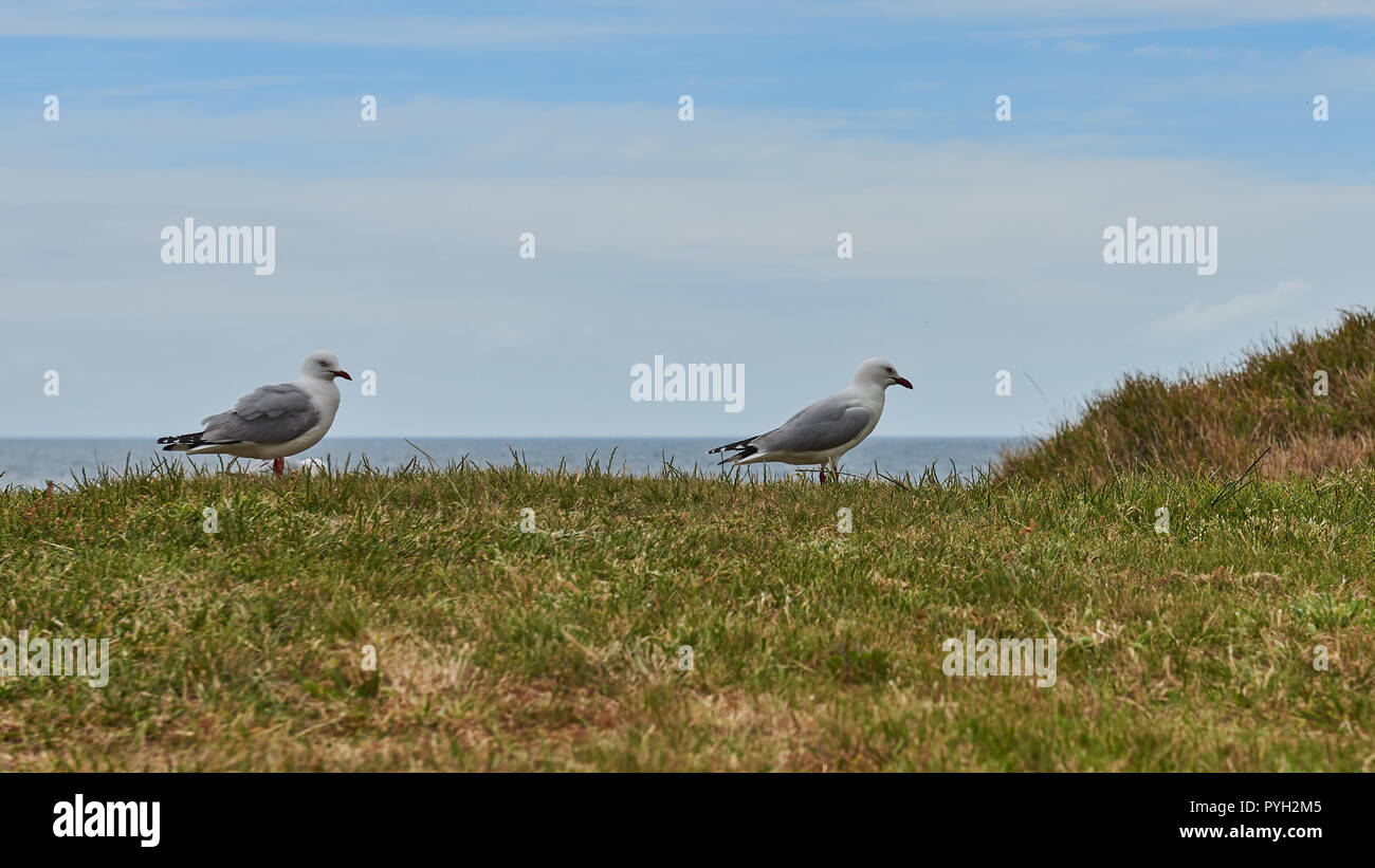 Red rimmed seagull with distinctive markings standing on the grass ...