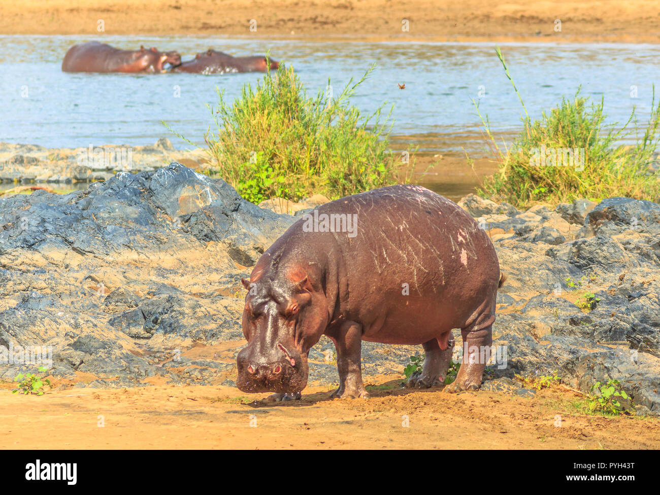 Hippopotamus Habitat