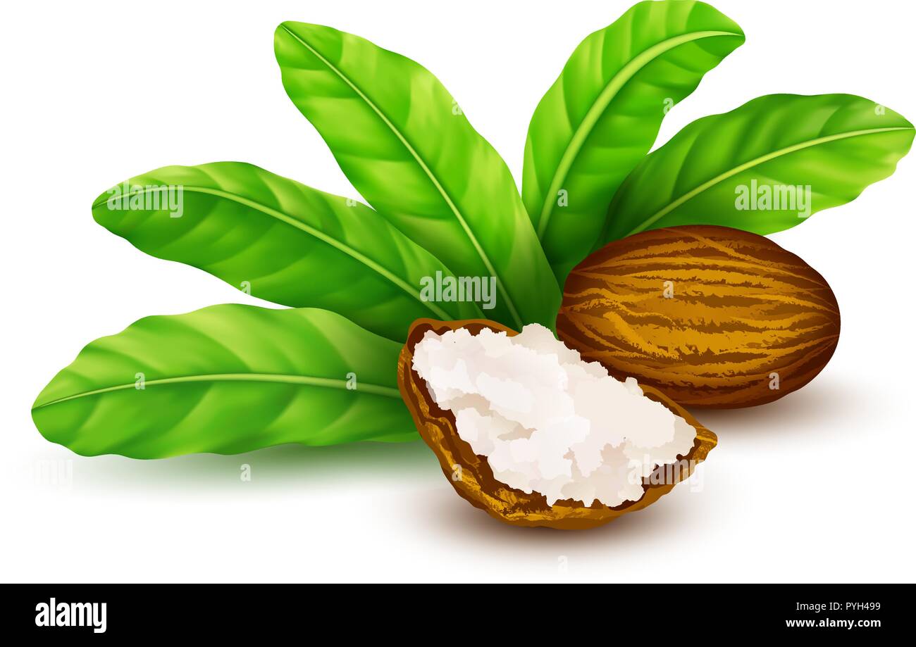 Shea nuts with leaves in vector Stock Vector Image & Art - Alamy