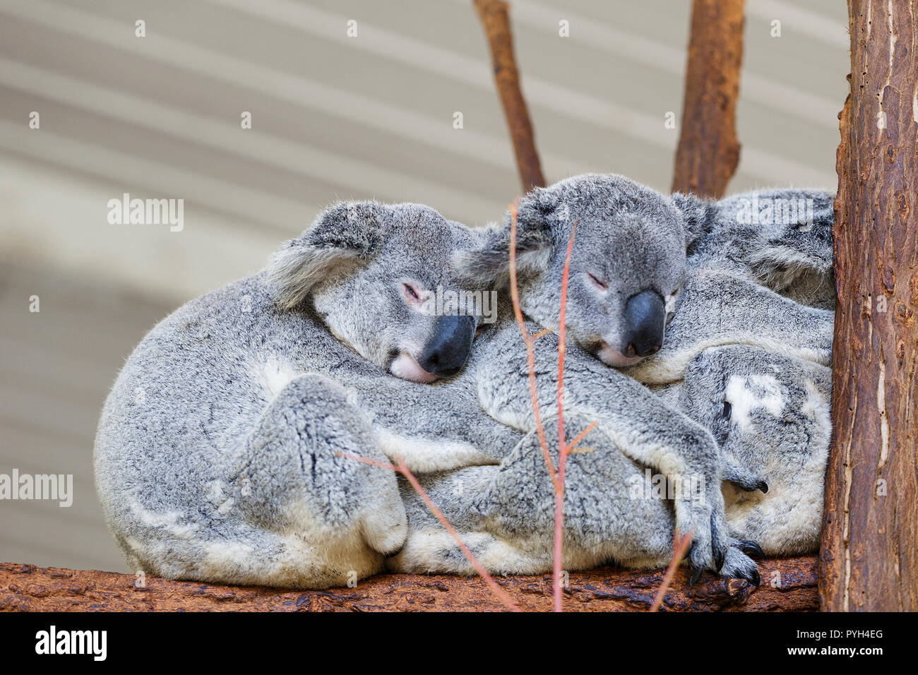 Family of koalas hi-res stock photography and images - Alamy