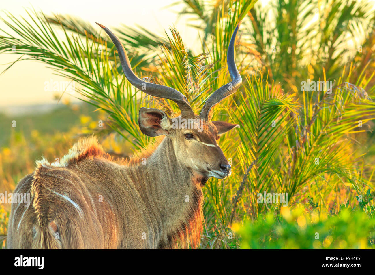 Side view of male Greater kudu, a species of antelope. Game drive ...