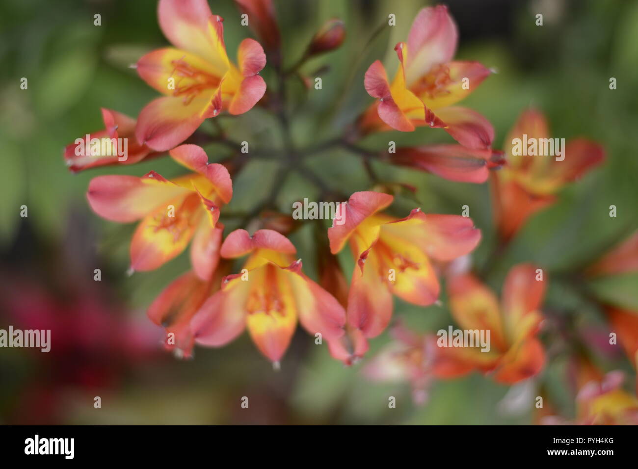 Flowers of India in Spring Stock Photo - Alamy