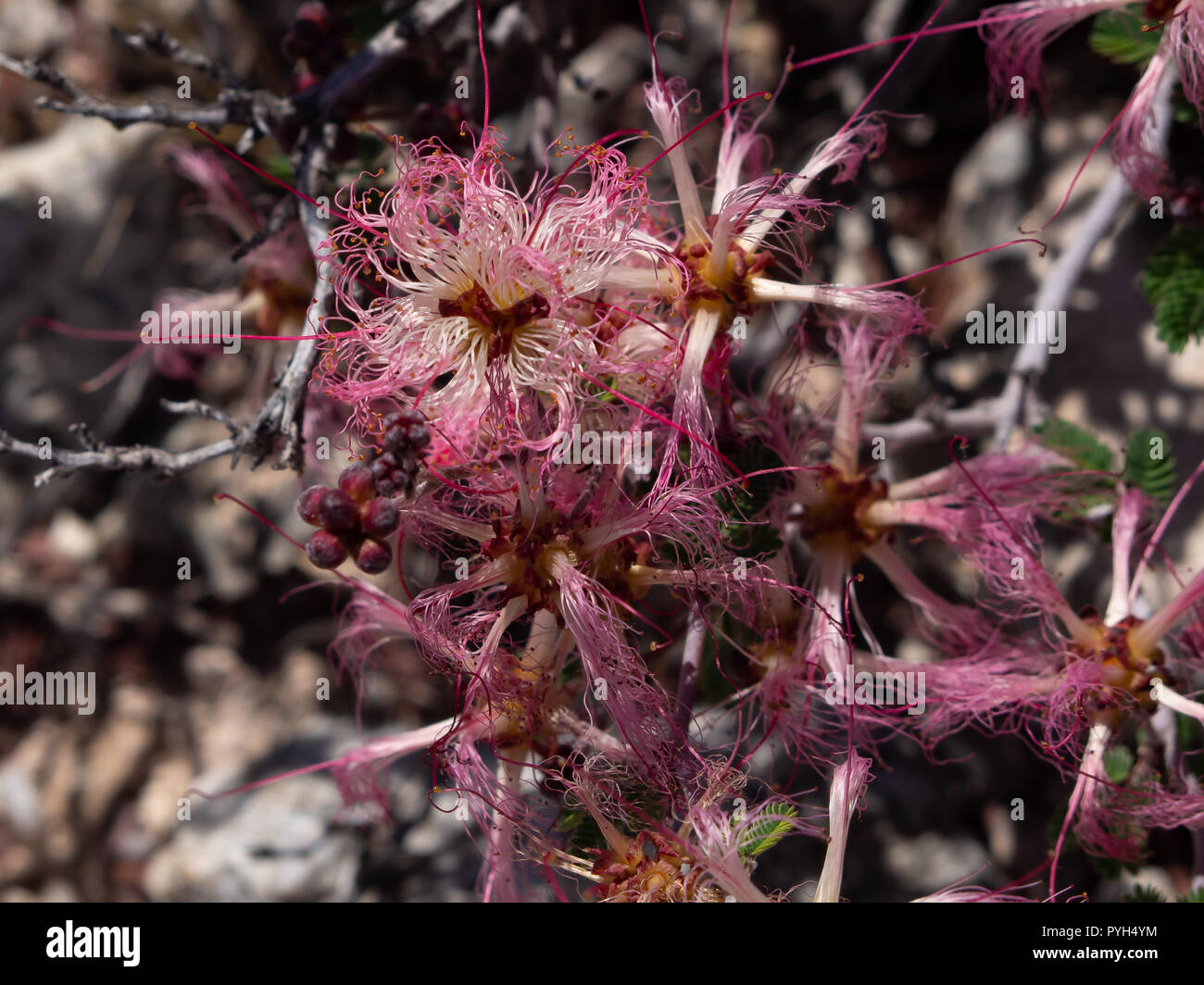 Fairy duster plant flower Stock Photo - Alamy