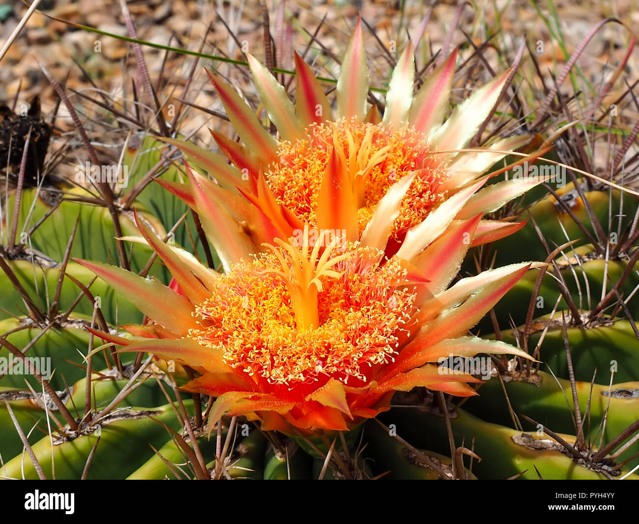 Barrel cactus flower hi-res stock photography and images - Alamy