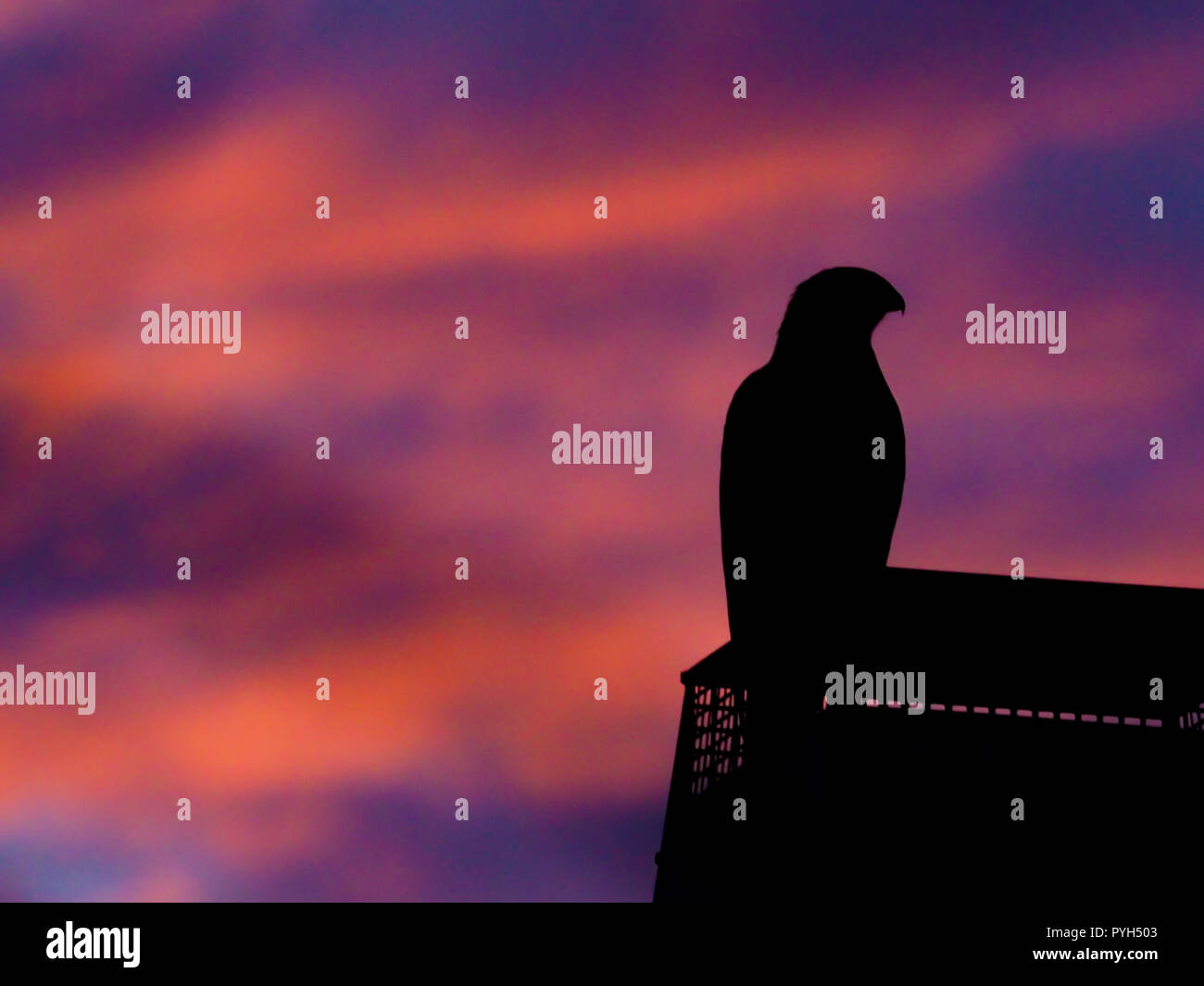 Hawk and sunset hi-res stock photography and images - Alamy