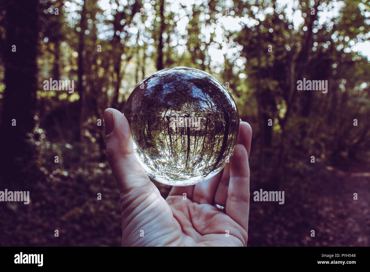 Hand Holding Crystal Ball High Resolution Stock Photography and Images ...