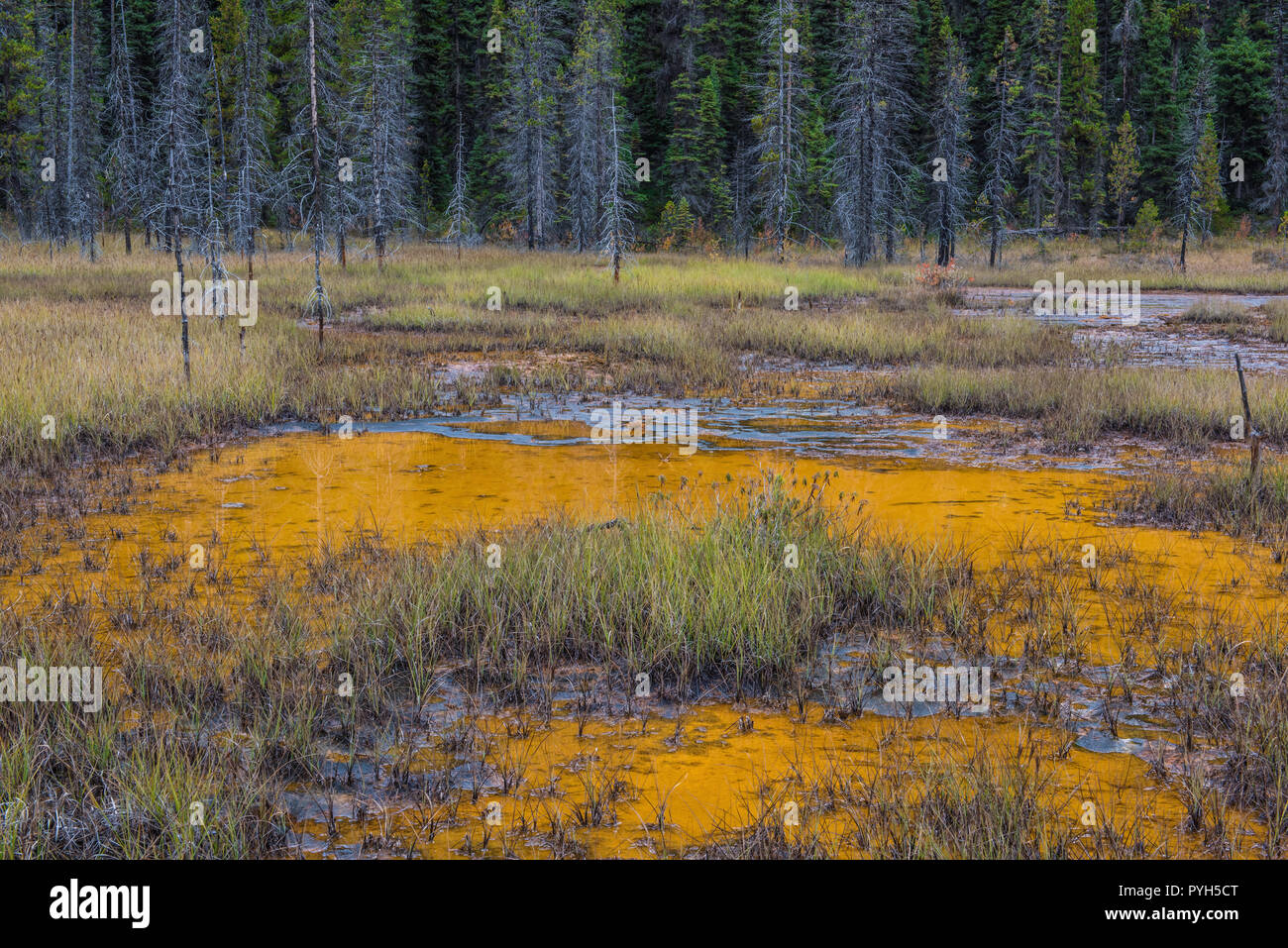 Canada muskeg swamp hi-res stock photography and images - Alamy