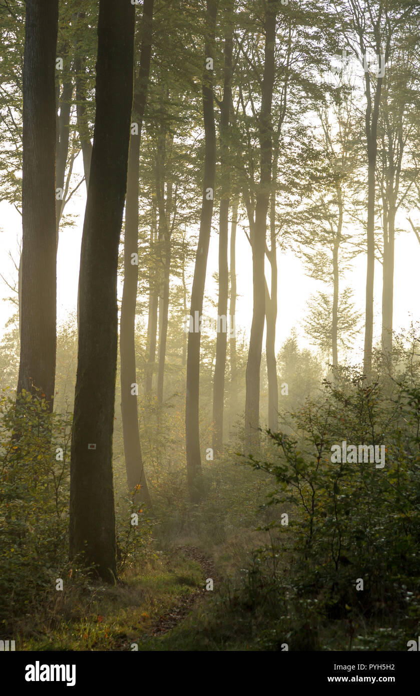 France alsace forest hi-res stock photography and images - Alamy