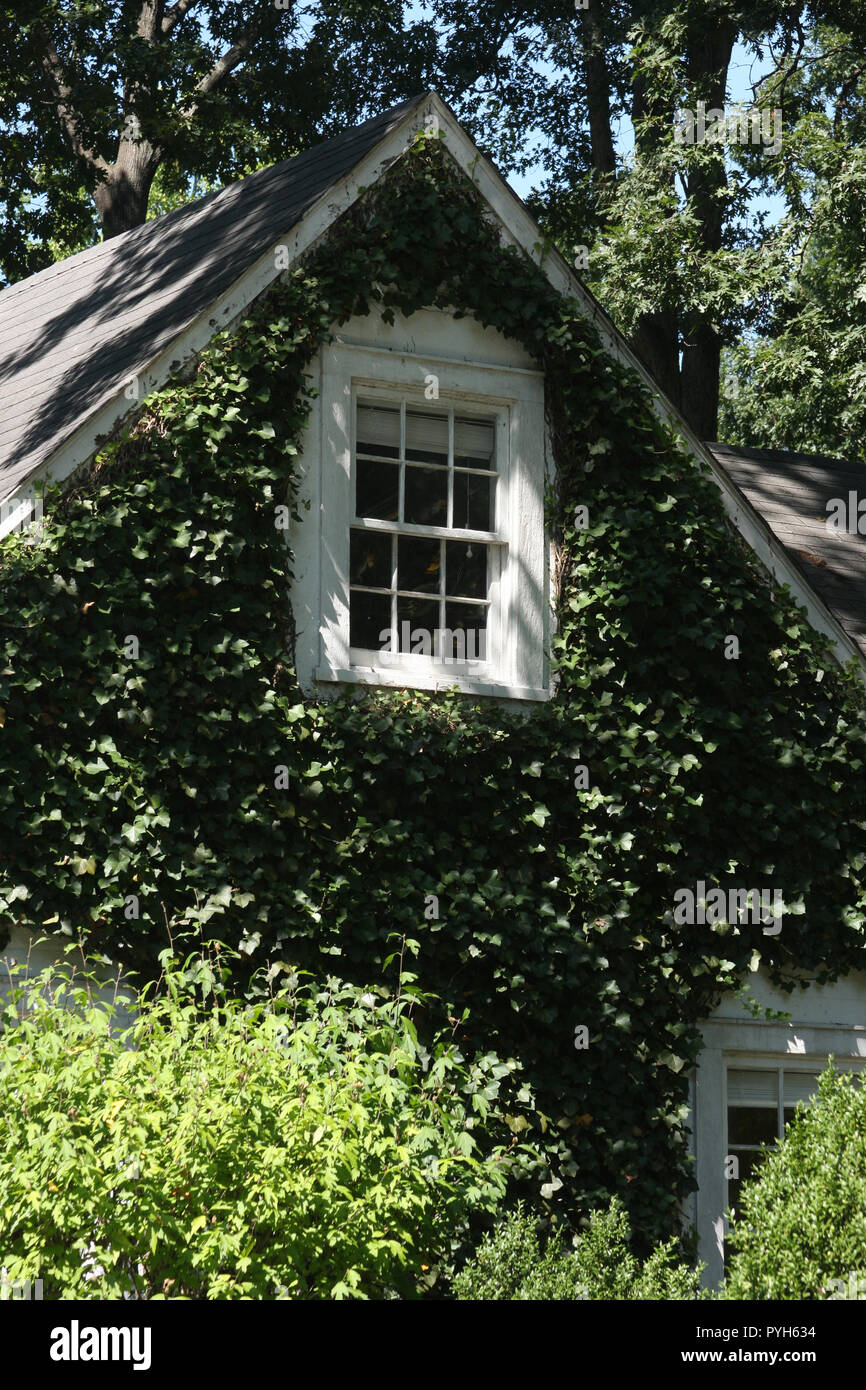 English ivy around window on the exterior of house in Virginia, USA ...