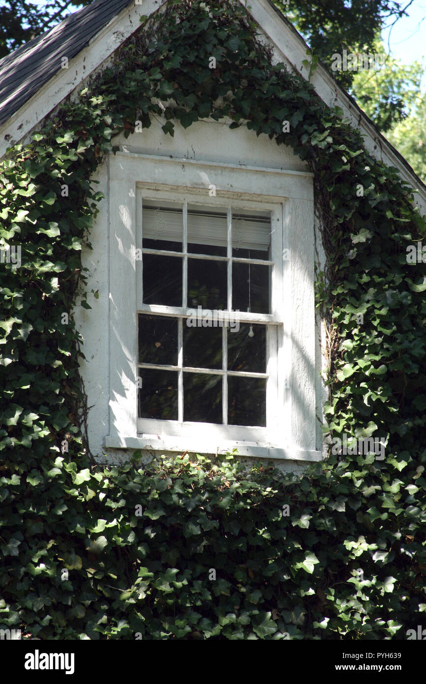 English ivy around window on the exterior of house in Virginia Stock ...