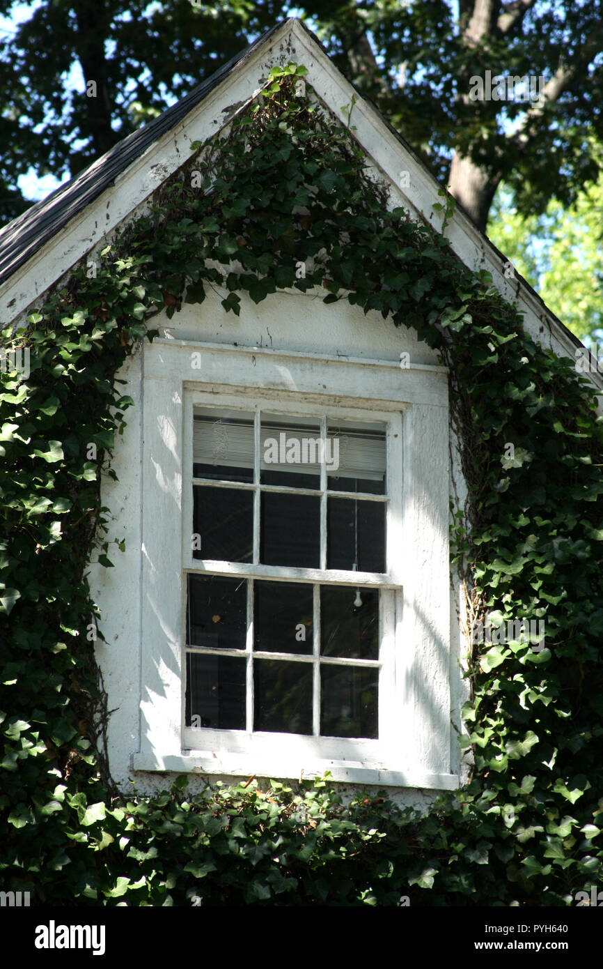English ivy around window on the exterior of house in Virginia Stock ...