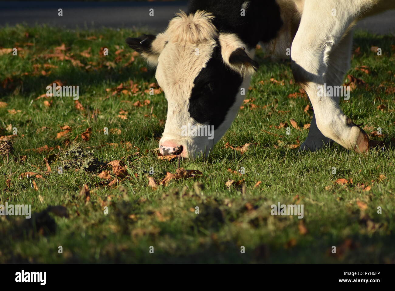 Holstein friesian cow hi-res stock photography and images - Alamy