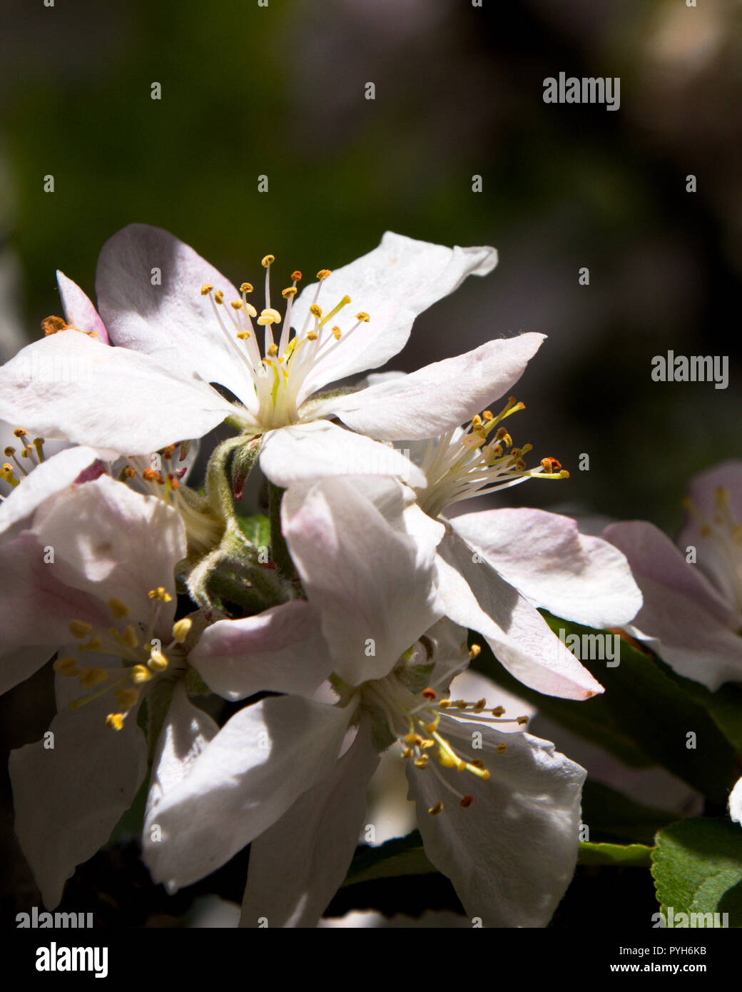 Hangy Down Apple tree (Malus domestica) flowers in blossom Stock Photo ...