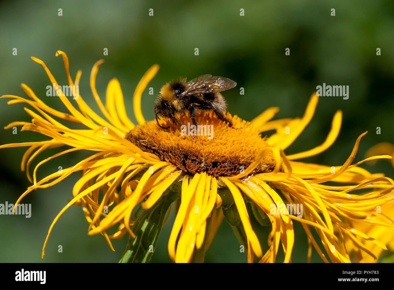 Close up yellow flower bee hi-res stock photography and images - Alamy
