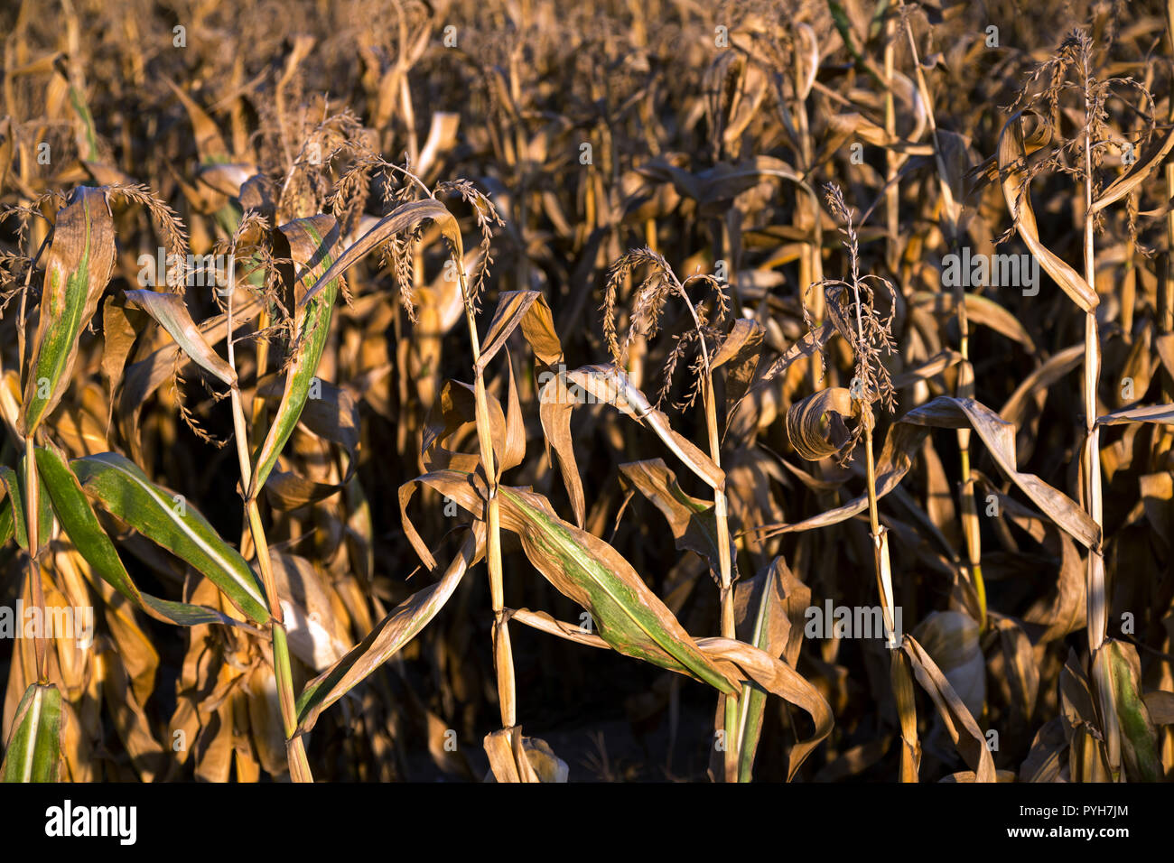 Stunted corn perennials hi-res stock photography and images - Alamy