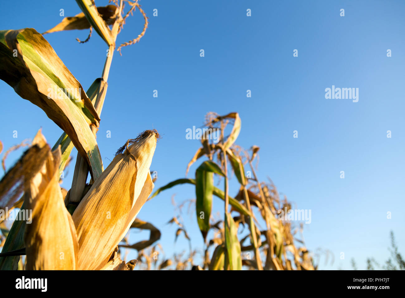 Stunted corn perennials hi-res stock photography and images - Alamy