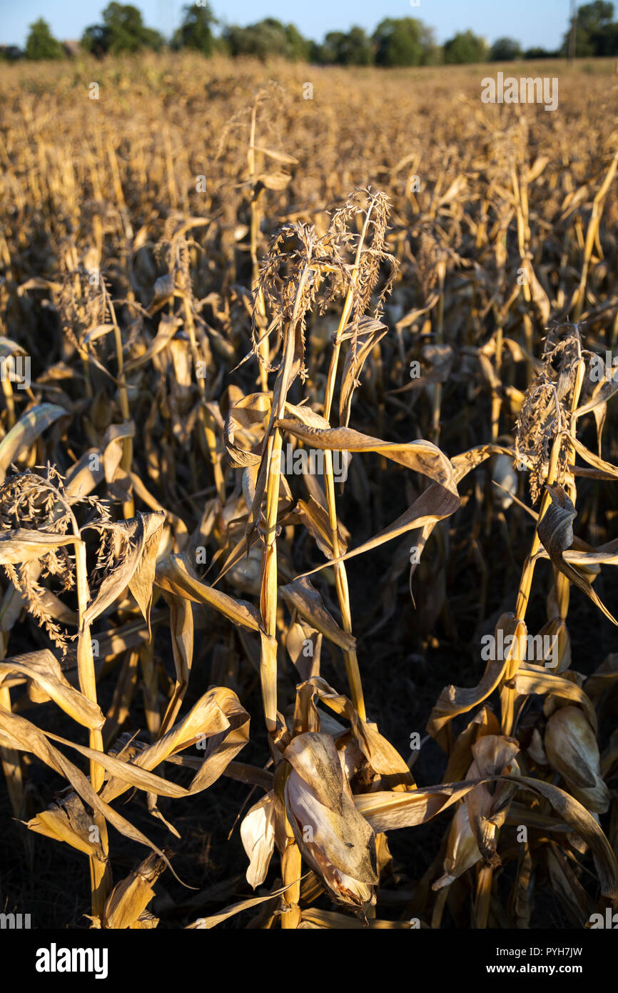 Poland, Dried-up maize field after a summer with a long drought Stock ...
