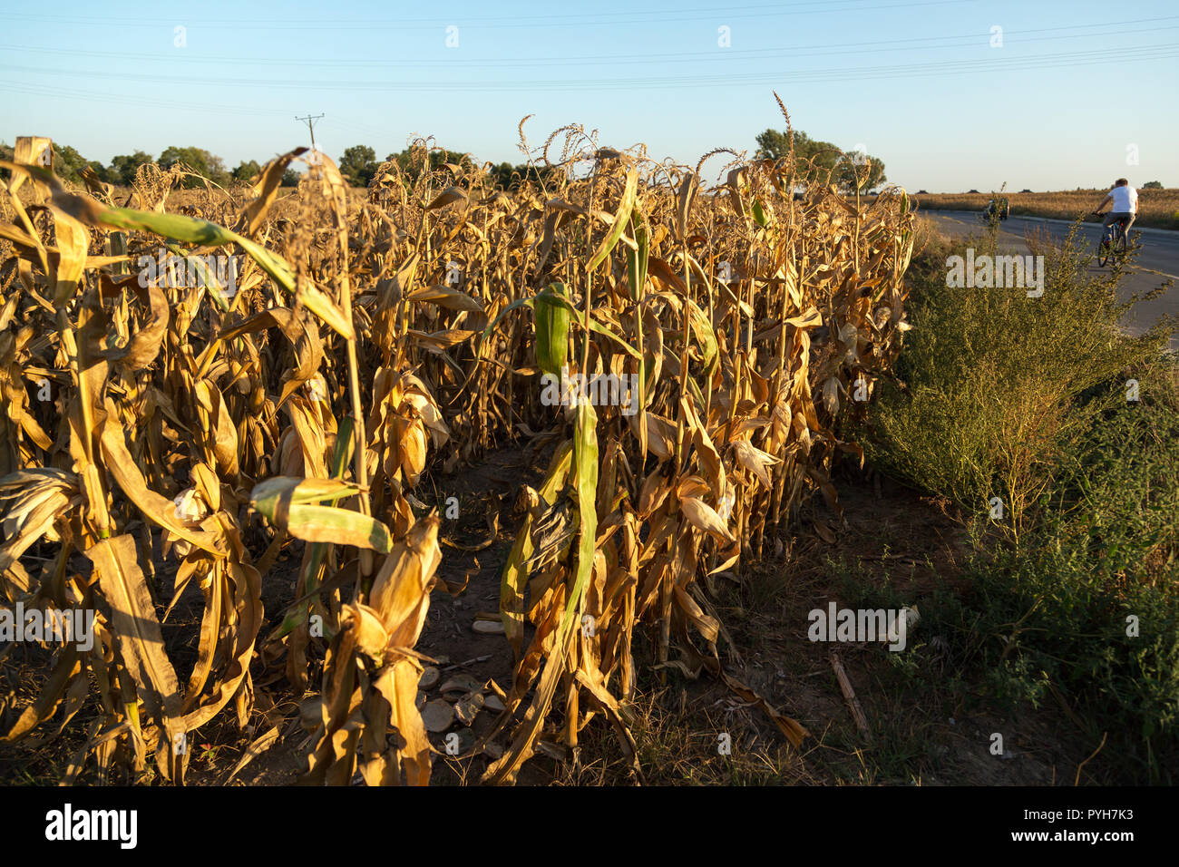 Poland, Dried-up maize field after a summer with a long drought Stock ...