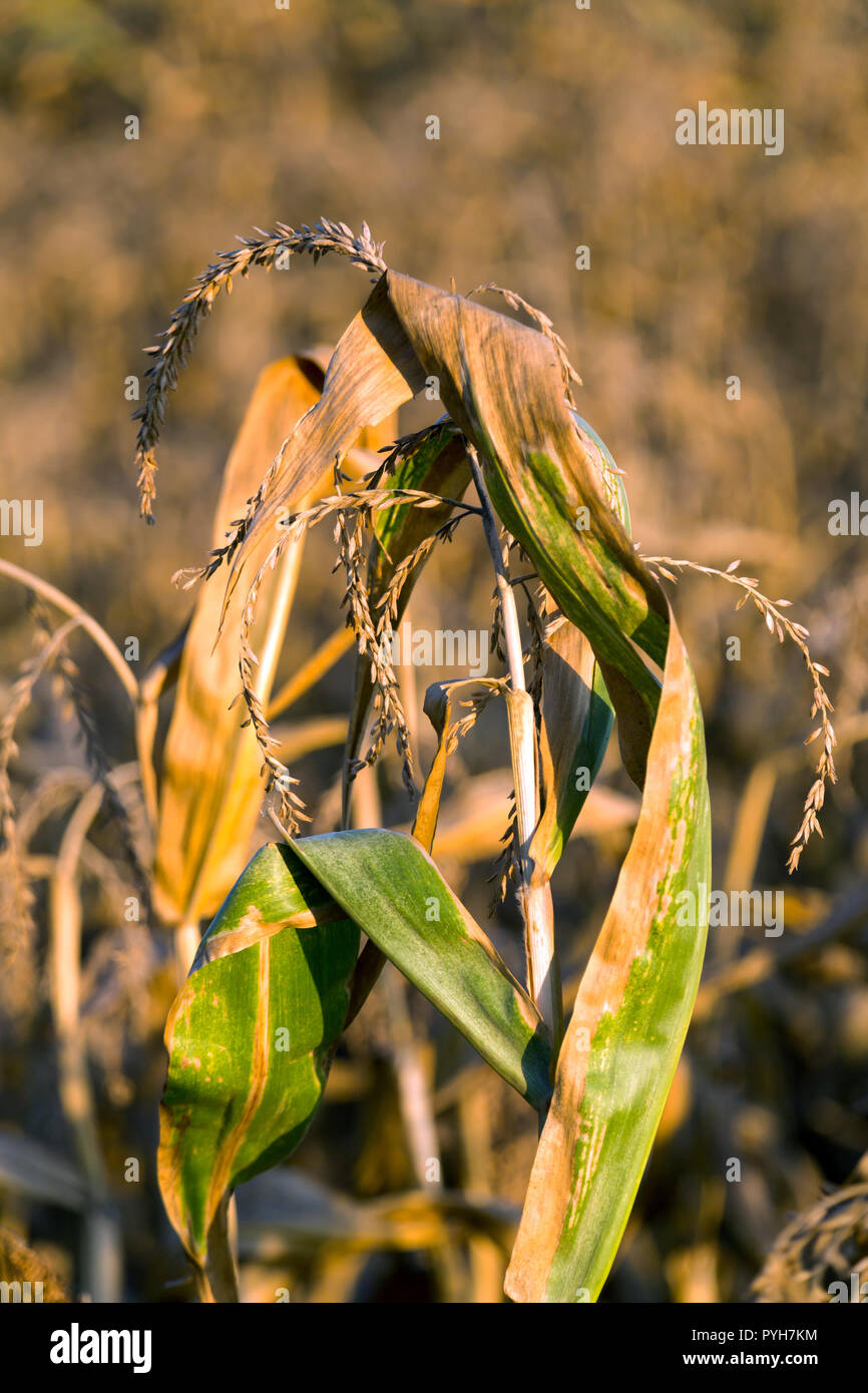 Poland, Dried-up maize field after a summer with a long drought Stock ...