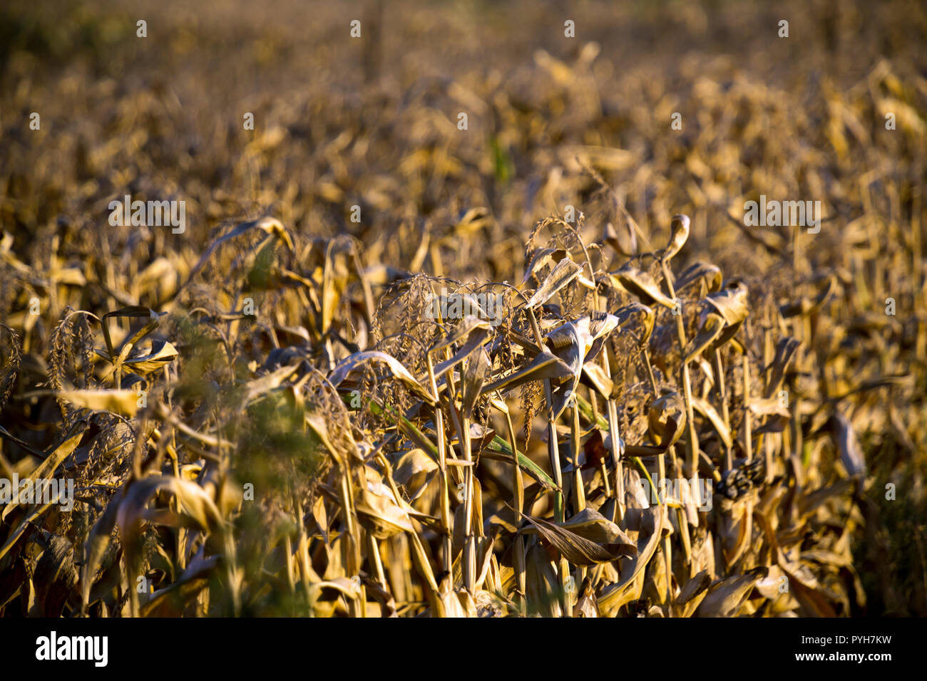 Stunted corn perennials hi-res stock photography and images - Alamy