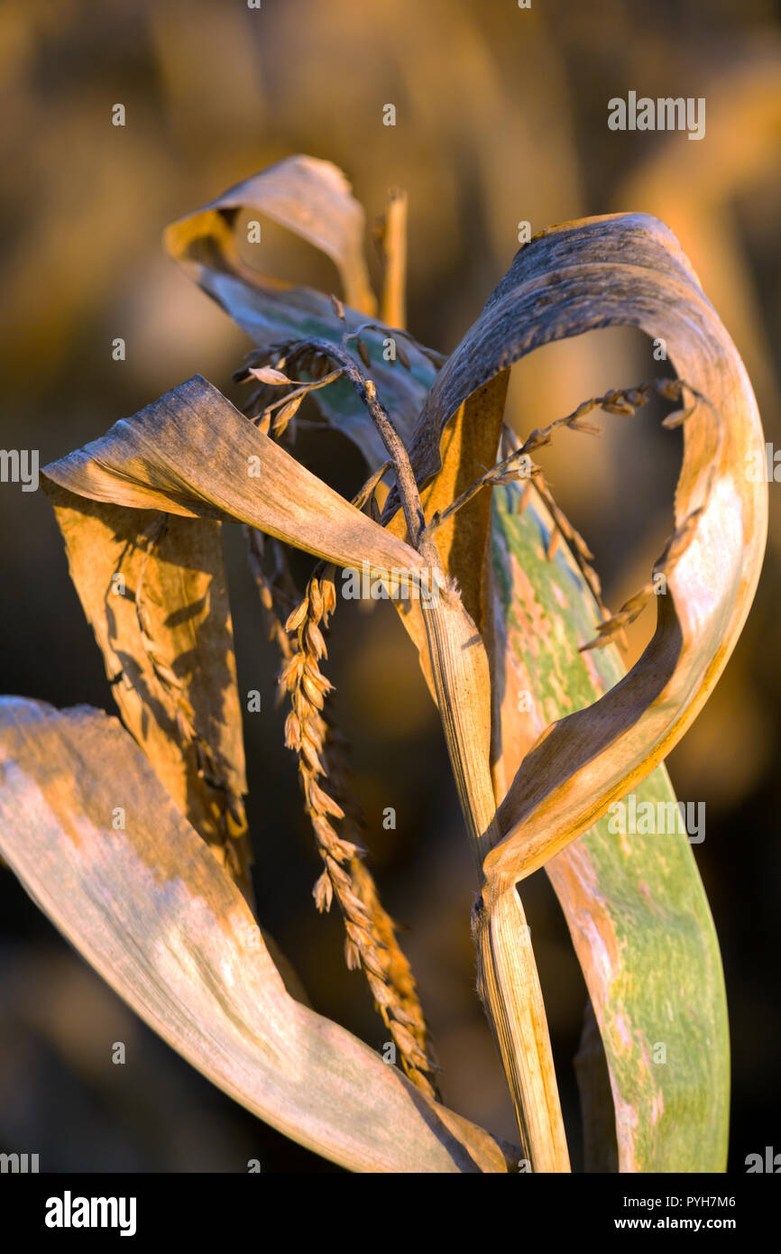 Shortened maize perennials hi-res stock photography and images - Alamy