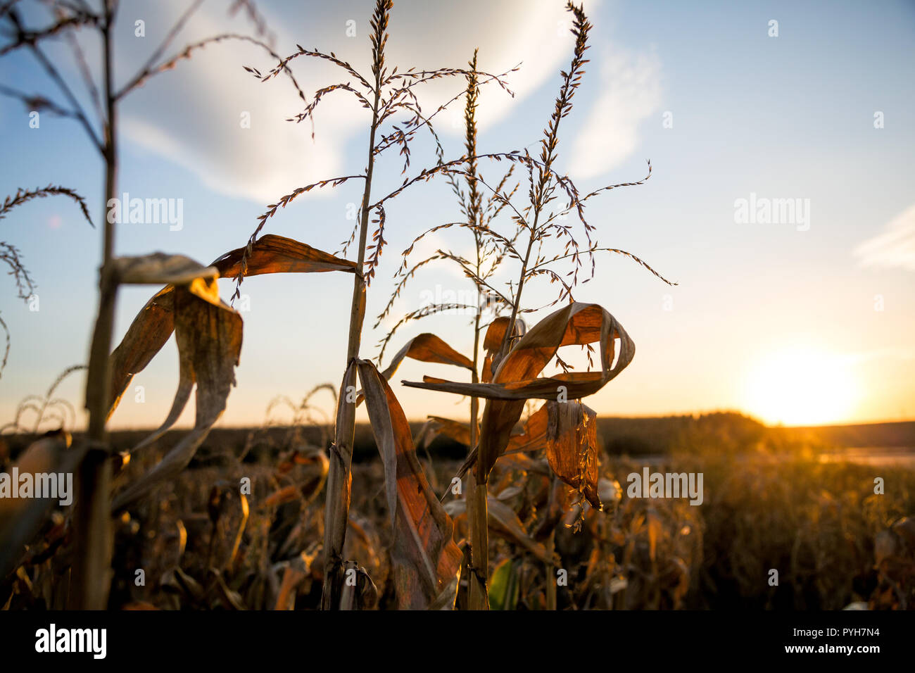 Stunted corn perennials hi-res stock photography and images - Alamy