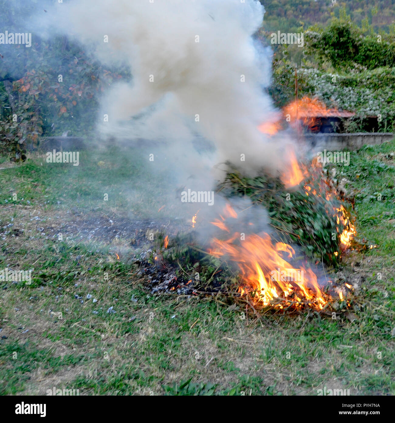 Contaminate leaf hi-res stock photography and images - Alamy